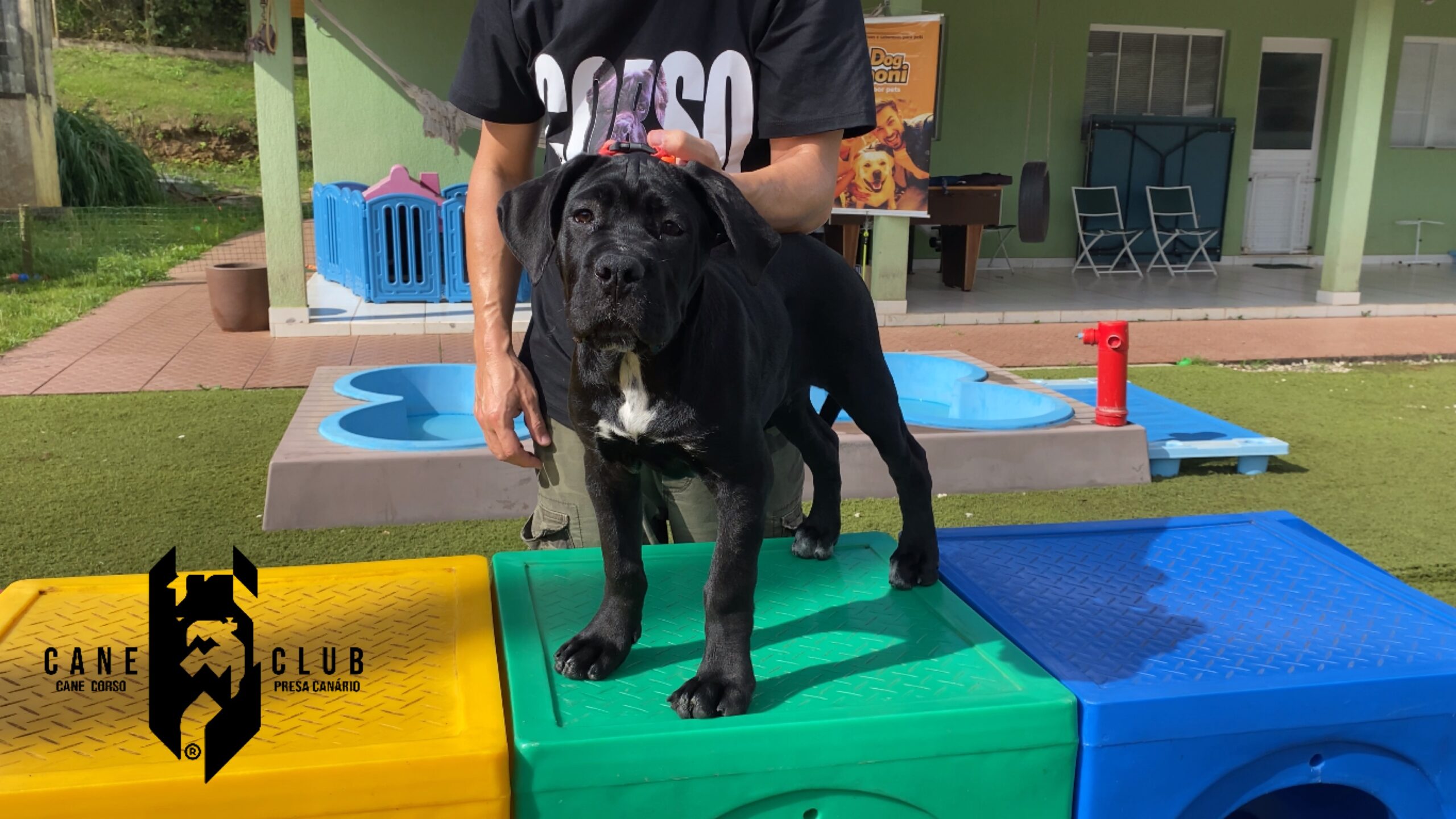 CORSOS À VENDA – Cane Club Kennel