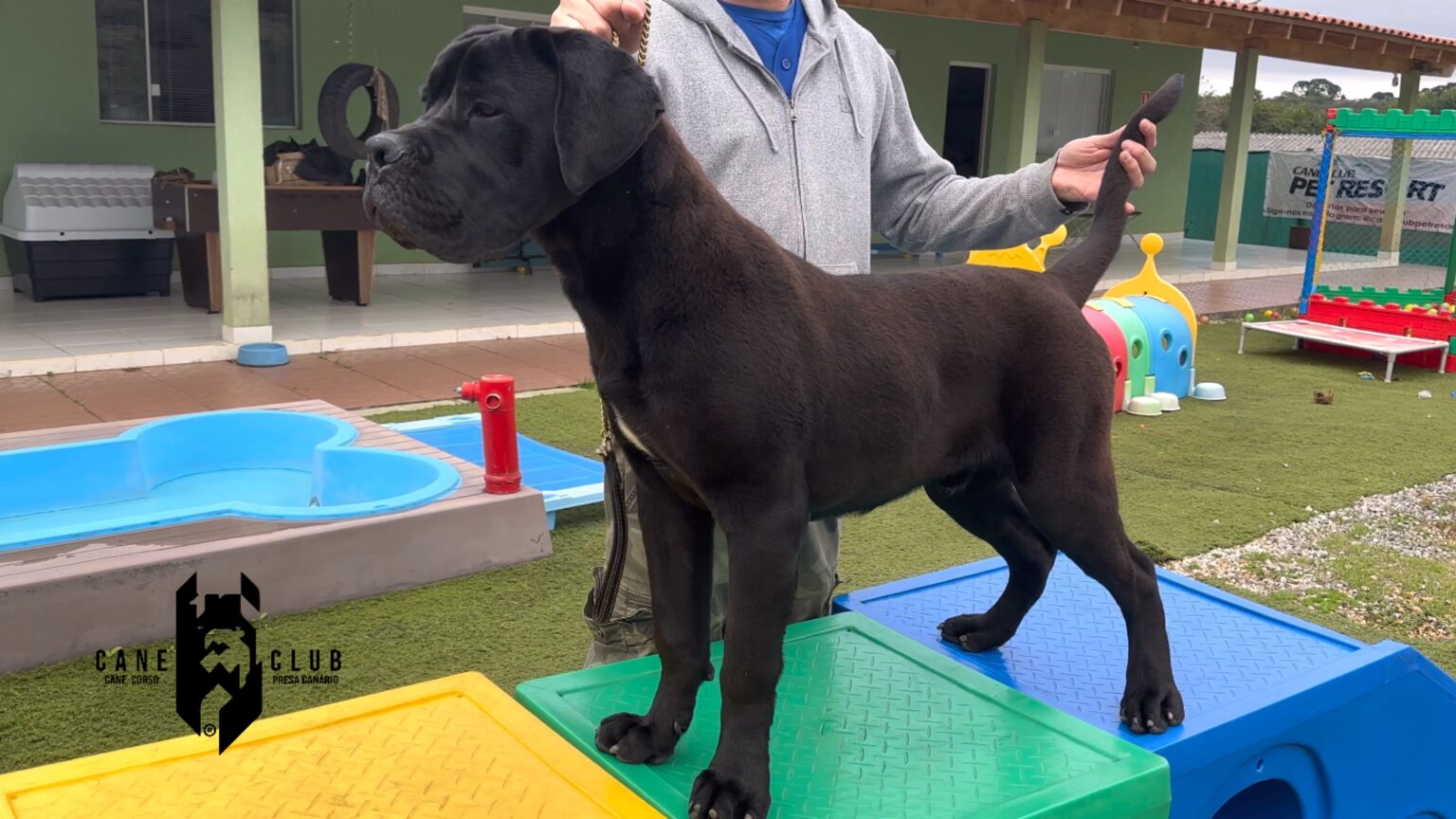 CORSOS À VENDA – Cane Club Kennel