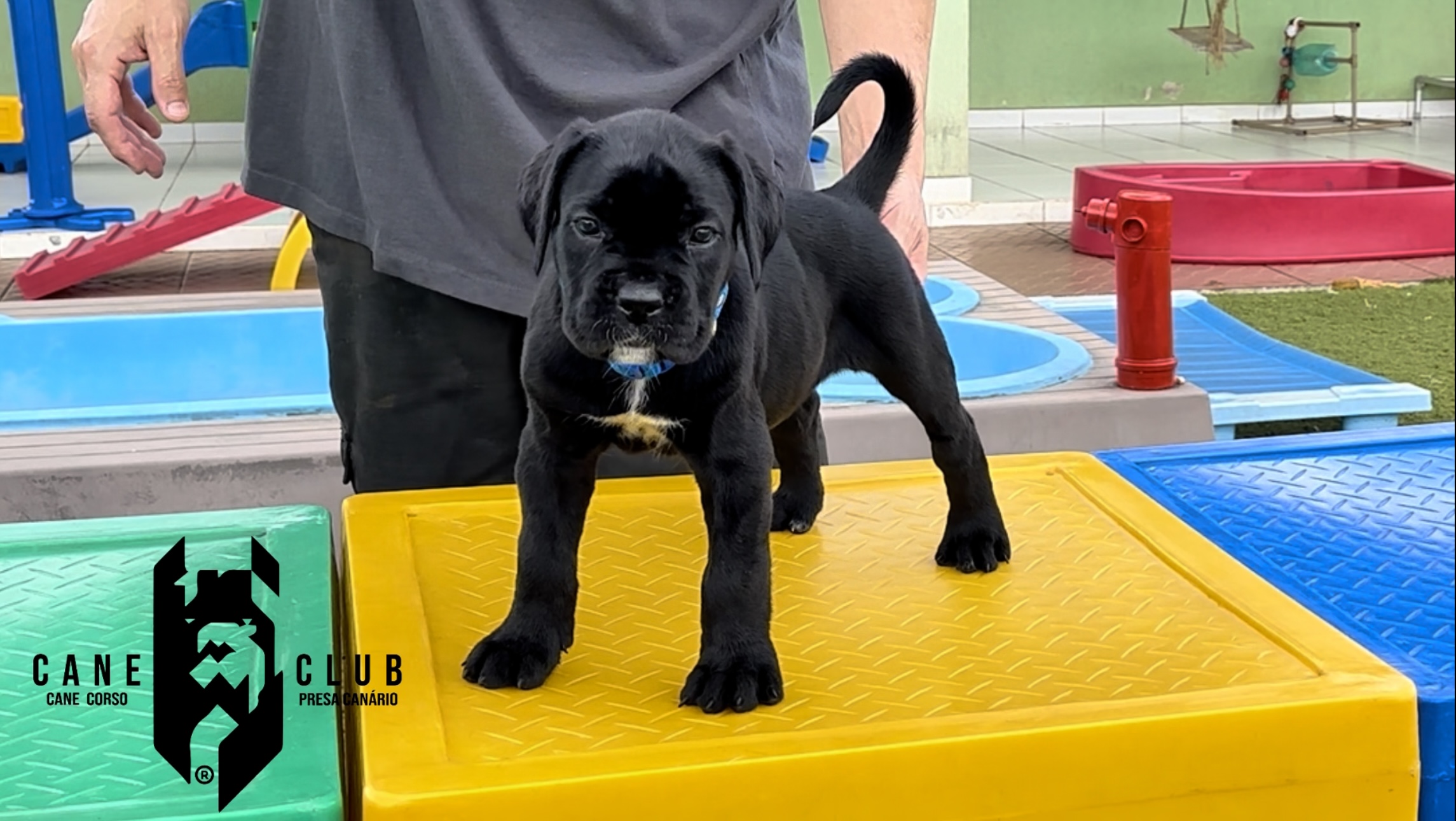 Cane Club Kennel – Criação de Presa Canario e Cane Corso
