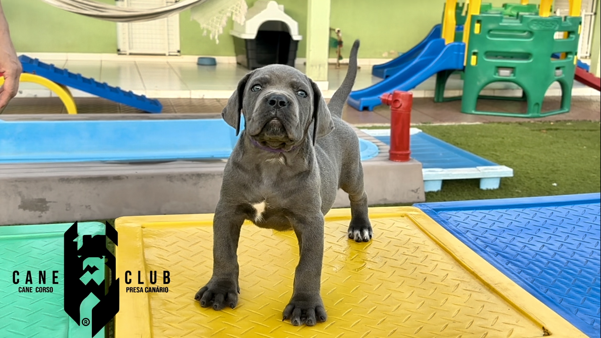 CORSOS À VENDA – Cane Club Kennel