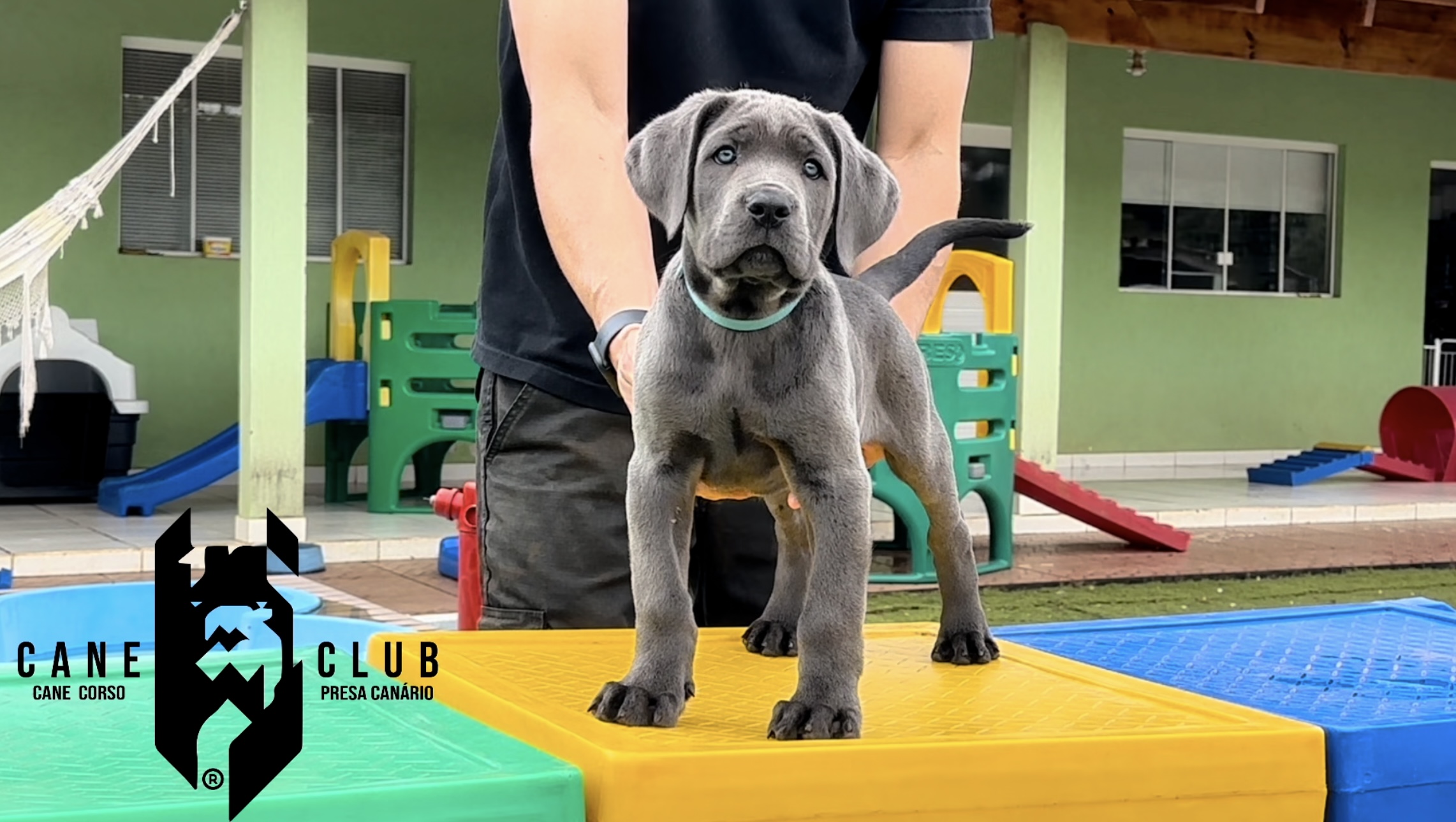 CORSOS À VENDA – Cane Club Kennel