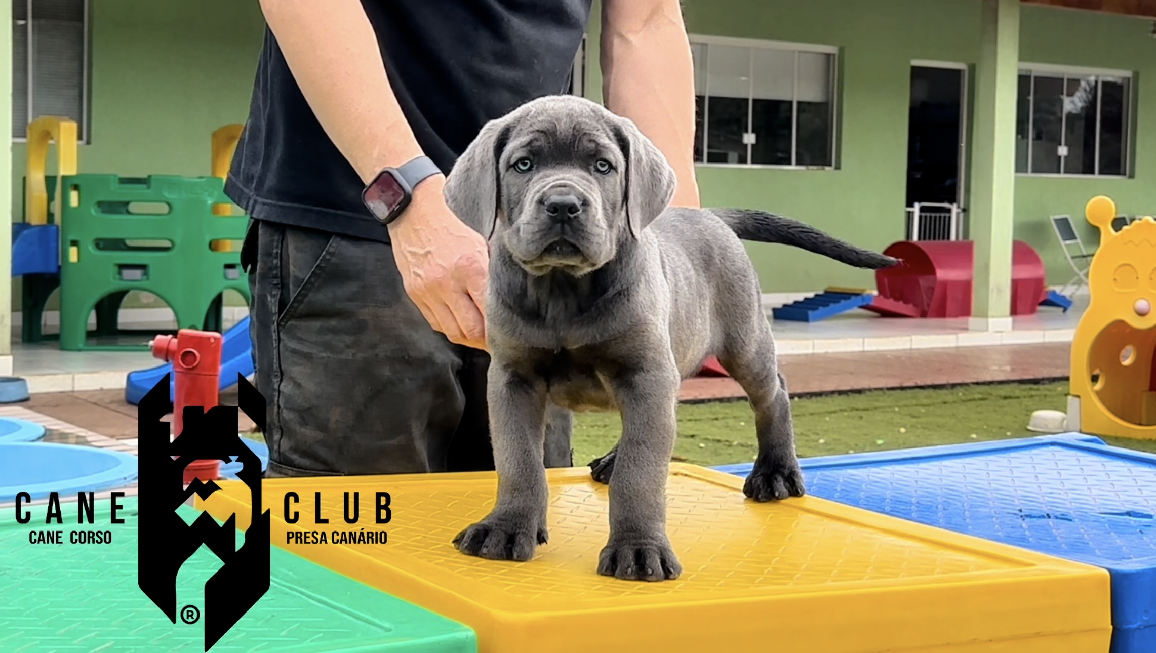 CORSOS À VENDA – Cane Club Kennel